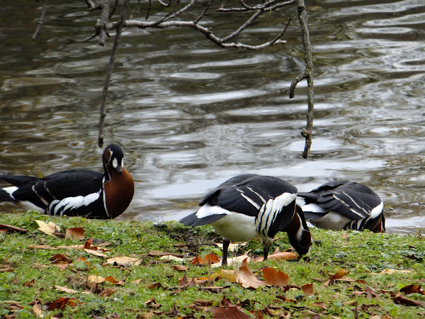 Red-breasted geese | Project Noah