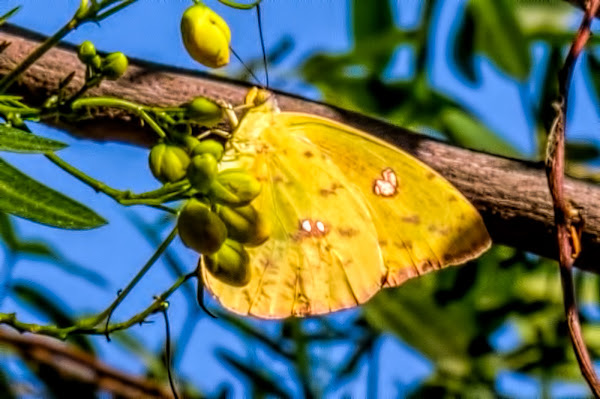 Cloudless Sulphur Butterfly | Project Noah