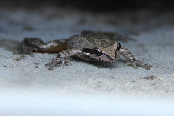 Baja California Tree Frog | Project Noah