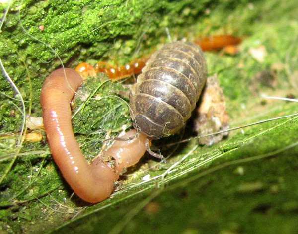(common) pill-bug or pill woodlouse | Project Noah
