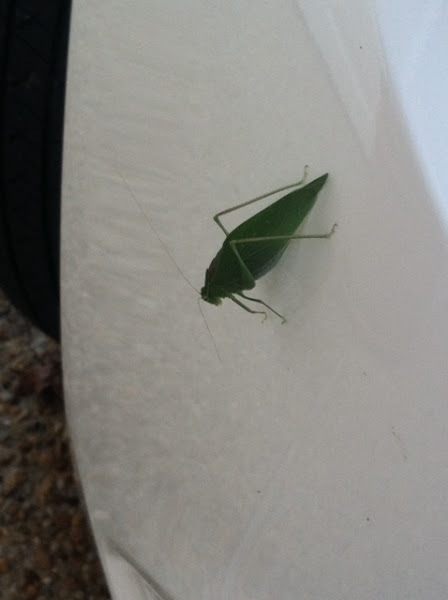 Fork-tailed bush katydid | Project Noah