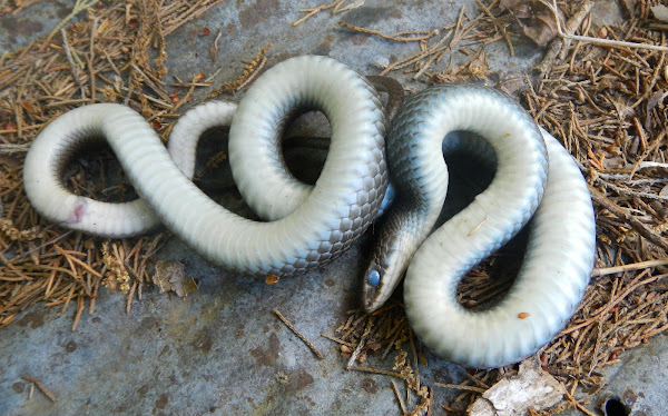 Eastern Racer | Project Noah