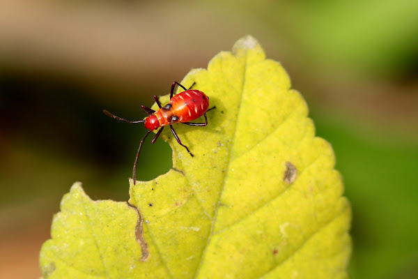 Cotton Stainer Bug (Nymph) | Project Noah
