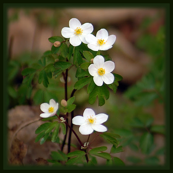 False Rue Anemone | Project Noah