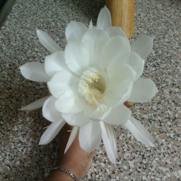 Nightblooming cereus, Tamil: Brahma kamalam | Project Noah