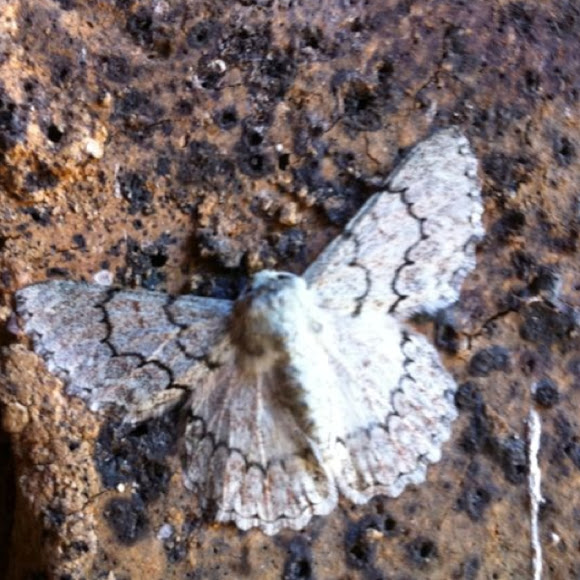 White Looper Moth | Project Noah