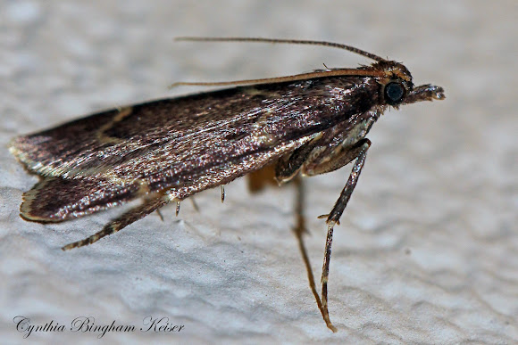 Pyralid Moth | Project Noah