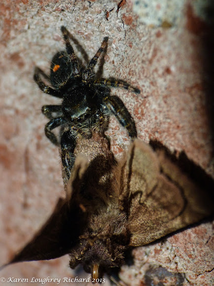 Bold jumping spider vs. moth | Project Noah