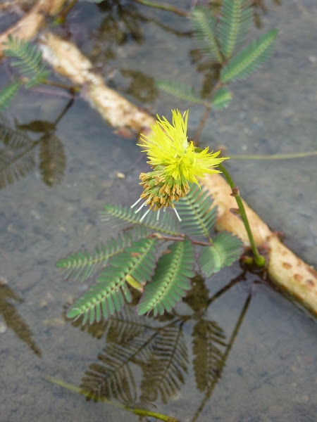 Water Mimosa | Project Noah