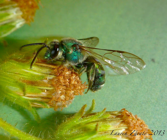 Halictid Bee | Project Noah