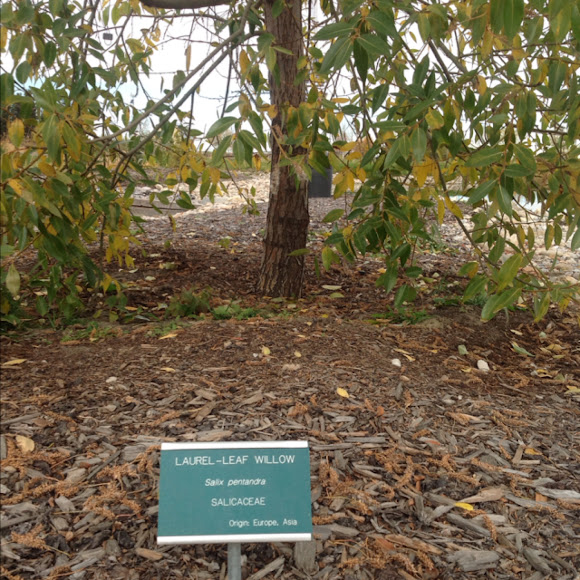 Laurel-Leaf Willow | Project Noah