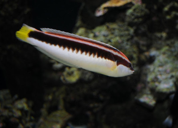 Comb wrasse | Project Noah