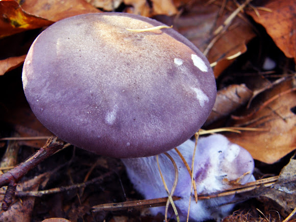 Wood blewit | Project Noah