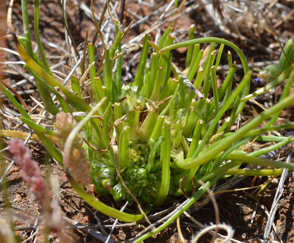 Grass buttons | Project Noah