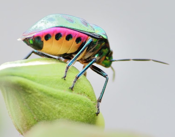 Green Jewel Bug | Project Noah