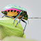Green Jewel Bug | Project Noah