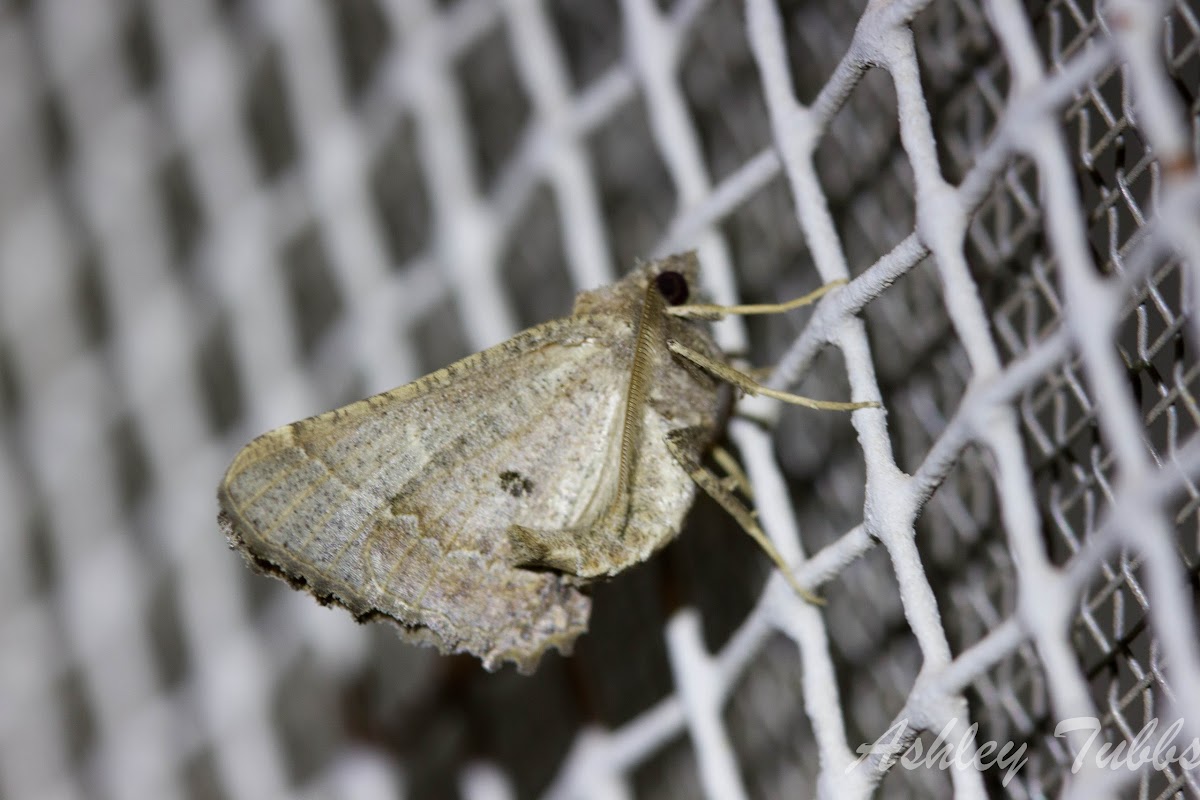 Meske's Pero Moth | Project Noah