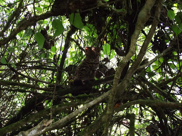 Oncilla | Project Noah