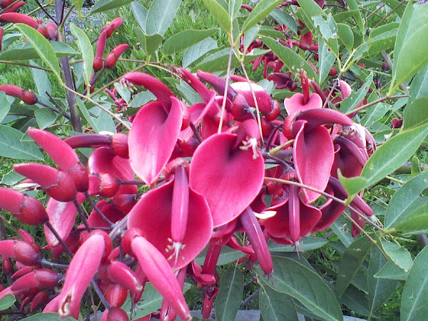 Cockspur Coral Tree | Project Noah