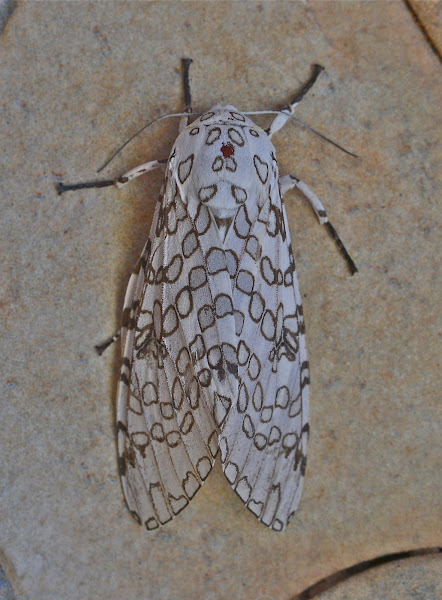 Tiger Moth, laying eggs | Project Noah