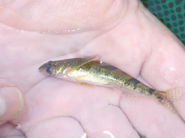 Snail Darter | Project Noah