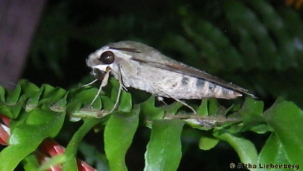 Comma Nephele | Project Noah