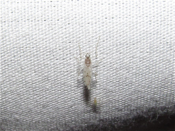 Phantom Midge | Project Noah