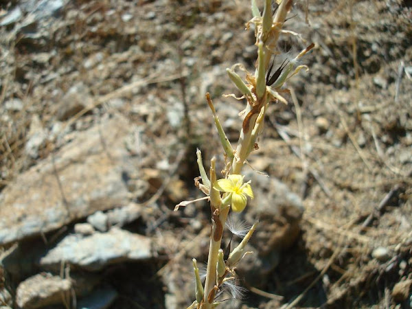 Leituga-branca | Project Noah