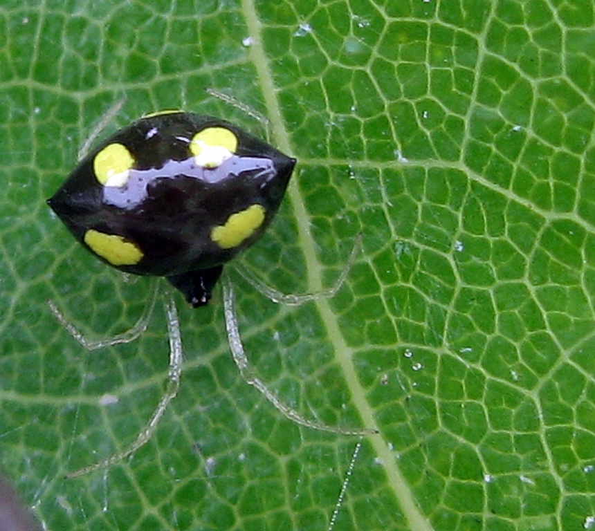 Cobweb spiders | Project Noah