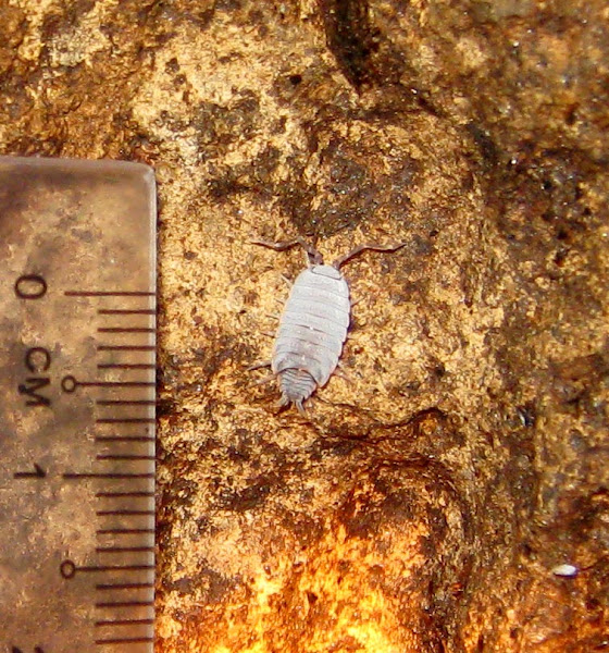 Cave Isopod | Project Noah