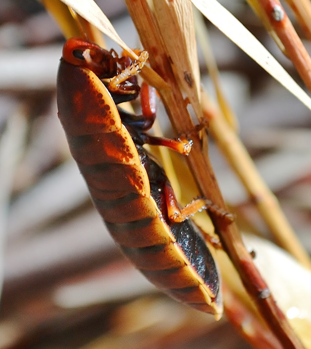 Table Mountain Cockroach | Project Noah
