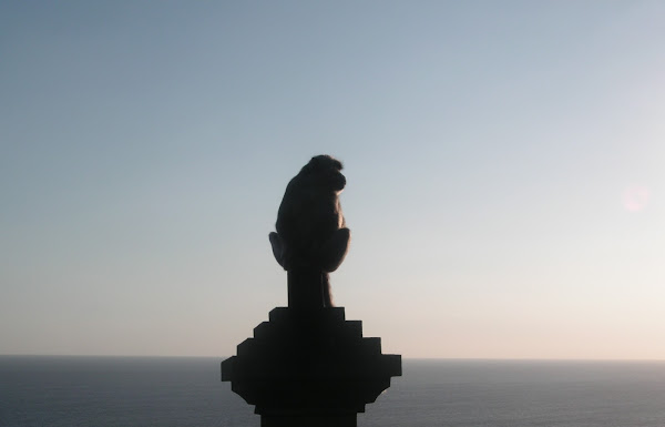 Monkey | Project Noah