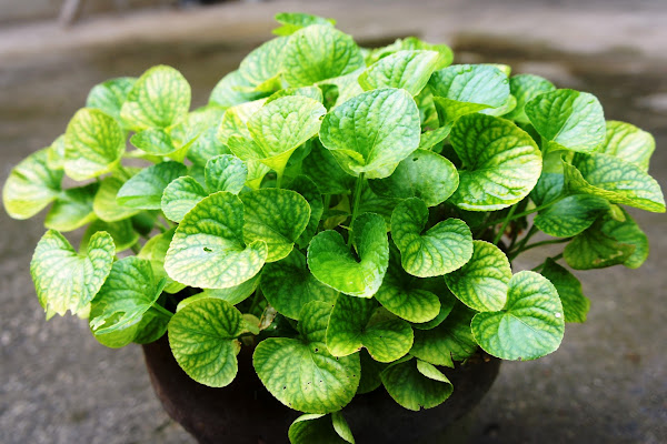 Gotu Kola plant | Project Noah