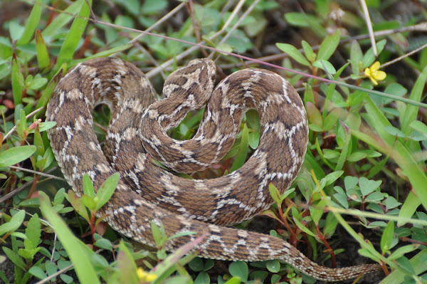 Saw scaled Viper | Project Noah