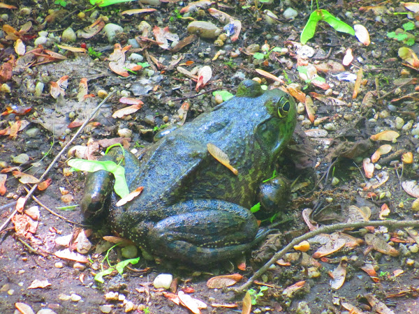 American bullfrog | Project Noah