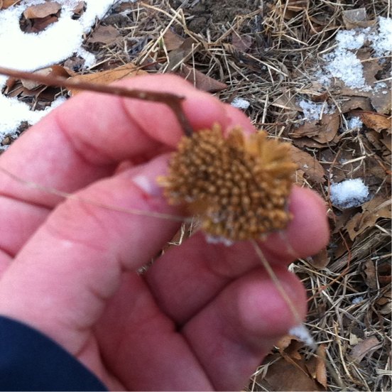 Sycamore | Project Noah