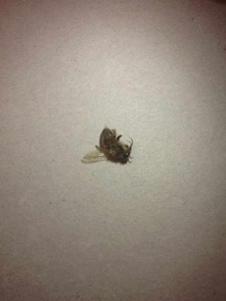 Unknown | Project Noah