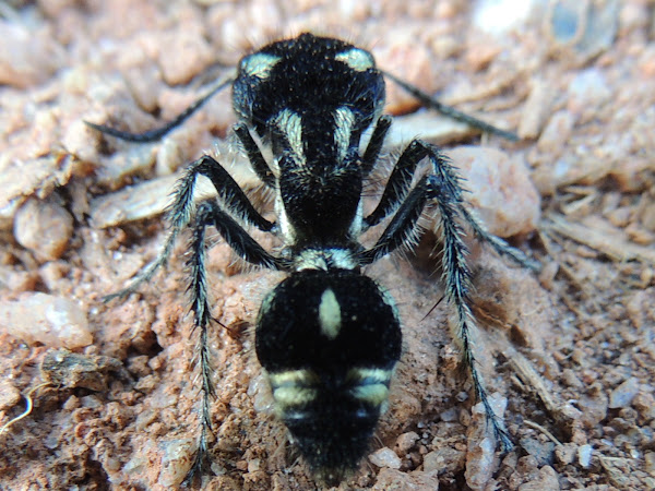 Ant Witch/Cow Killer Ant/Velvet Ant | Project Noah