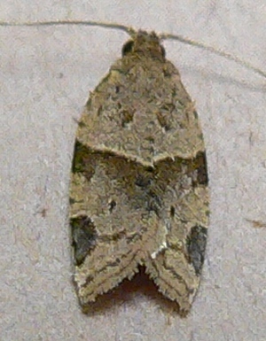 Garden Tortrix Moth | Project Noah