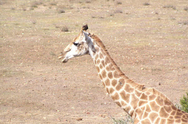 Giraffe | Project Noah