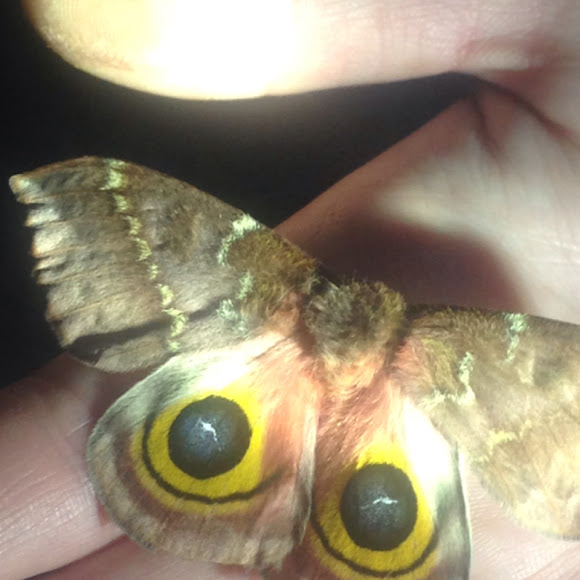 IO moth | Project Noah