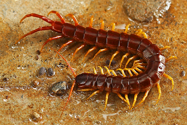 Giant red Centipede | Project Noah