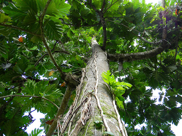 breadfruit | Project Noah