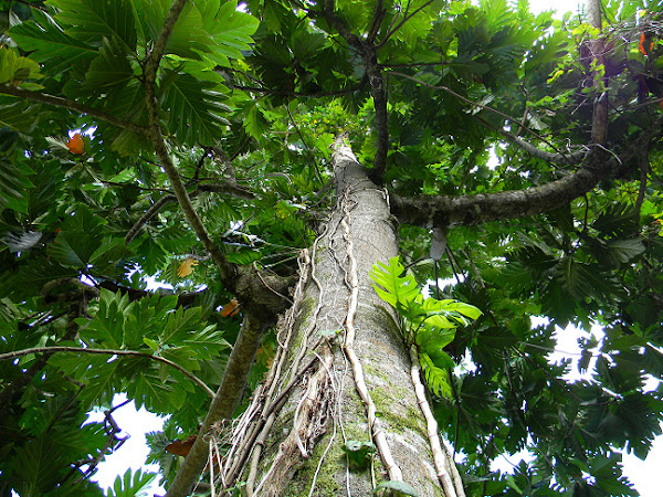 breadfruit | Project Noah