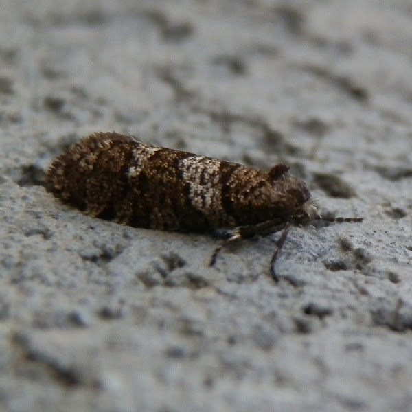 Psychid Moth | Project Noah