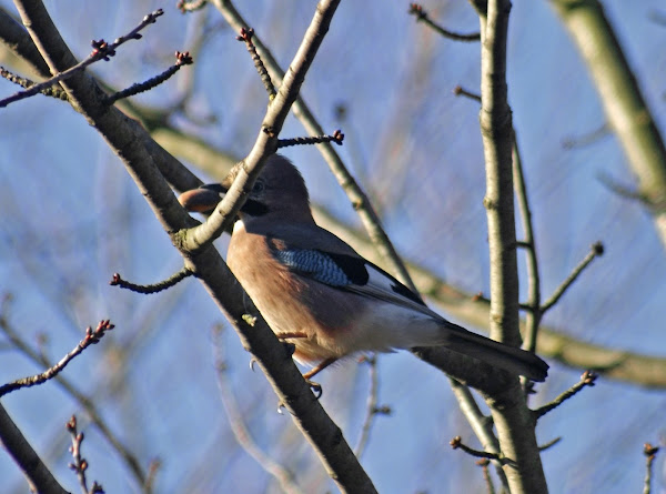 Eurasian Jay | Project Noah