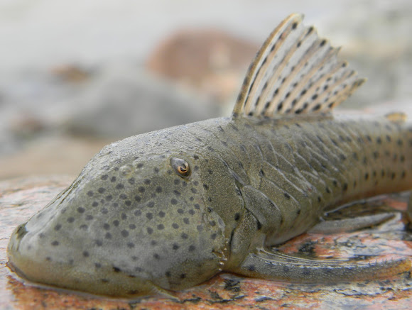 cucha pintada - bristlemouth - armored catfish | Project Noah