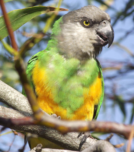 Senegal parrot | Project Noah