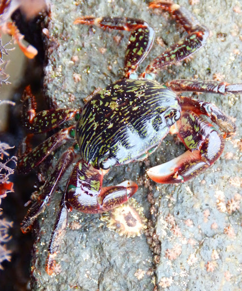Striped shore crab | Project Noah