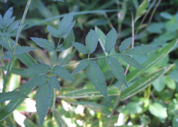 Spotted Cowbane | Project Noah